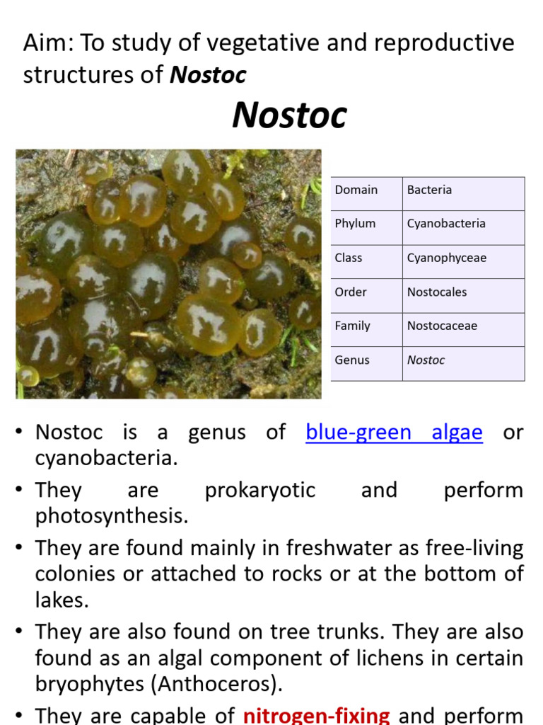 Nostoc: Ecology and Uses | PDF