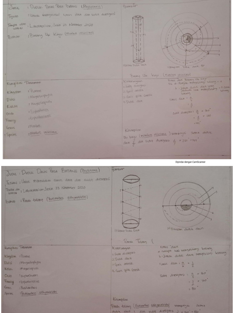 Batang Ubi kayu dan Patah Tulang | PDF