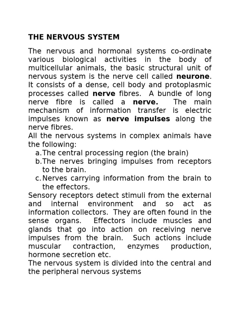 THE NERVOUS SYSTEM | PDF | Nervous System | Motor Neuron