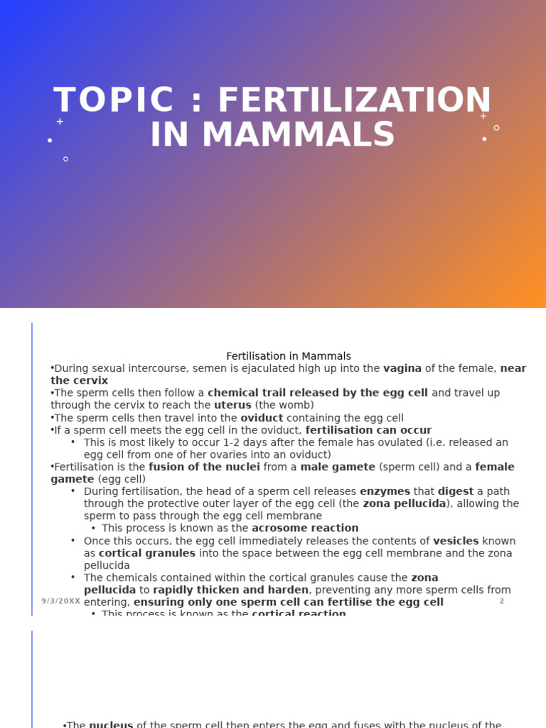 Mammal Fertilization Process Explained | PDF | Fertilisation | Reproduction