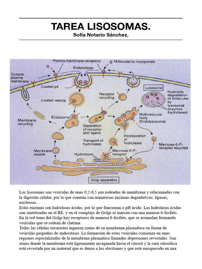Tarea Lisosomas PDF | PDF