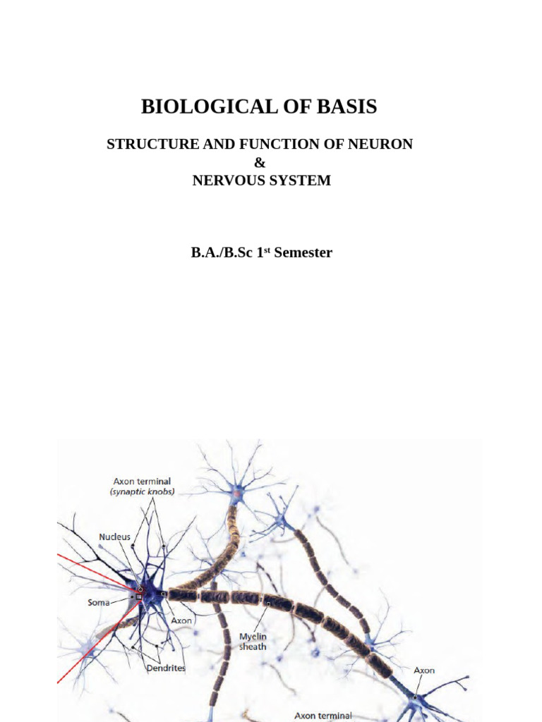 Nervous System | PDF