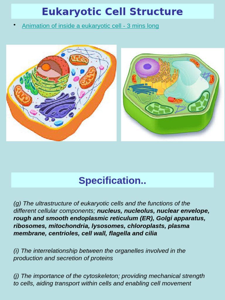 Eukaryotic Cell Structure 2024 Final | PDF | Endoplasmic Reticulum ...