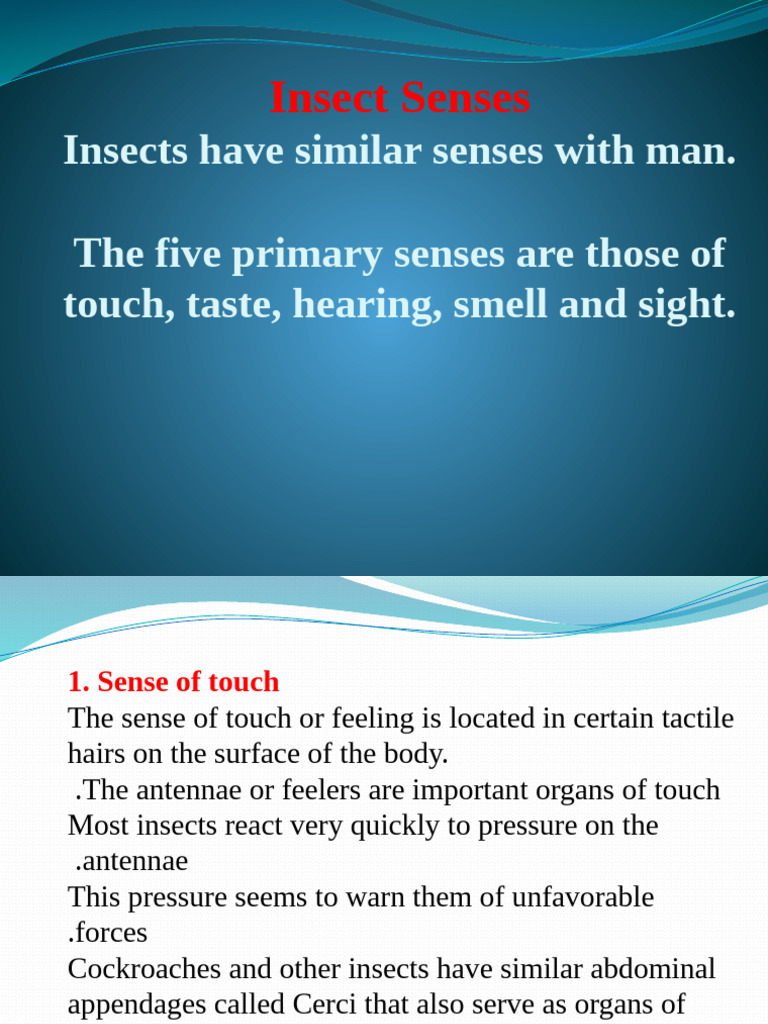 Insect Senses | PDF | Senses | Insects