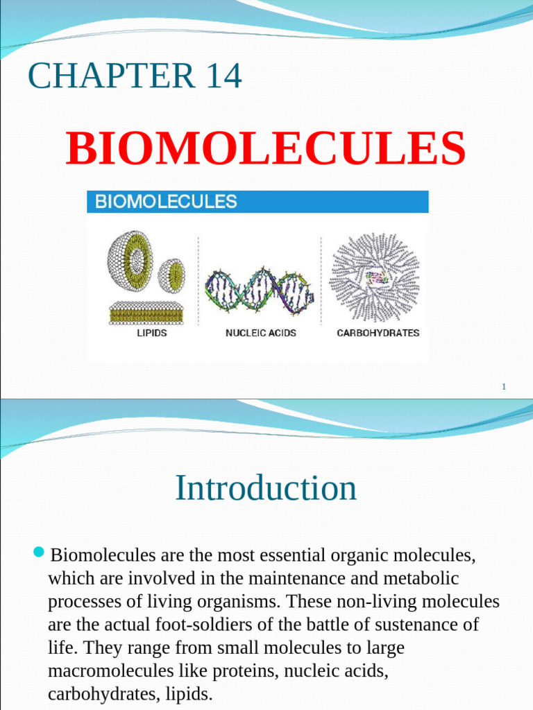 14 Biomolecules | PDF | Carbohydrates | Nucleotides