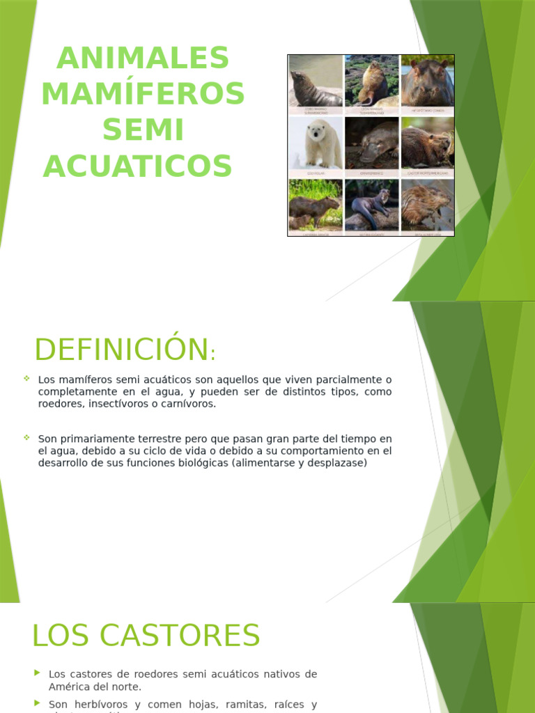 Animales Mamiferos y Peces | PDF | Pinnípedo | Mamíferos