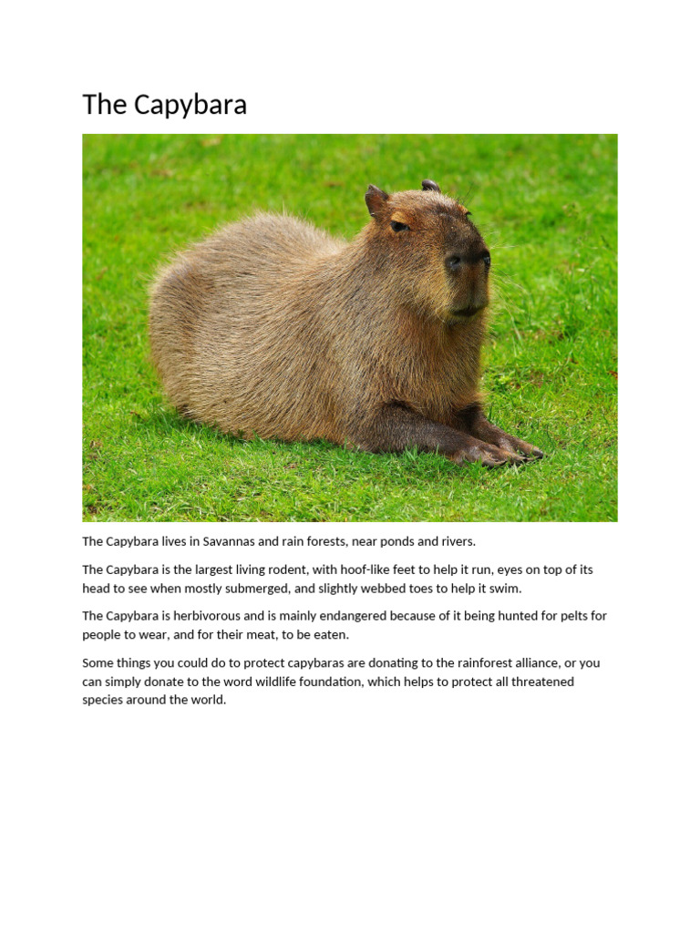 Capybara Poster | PDF