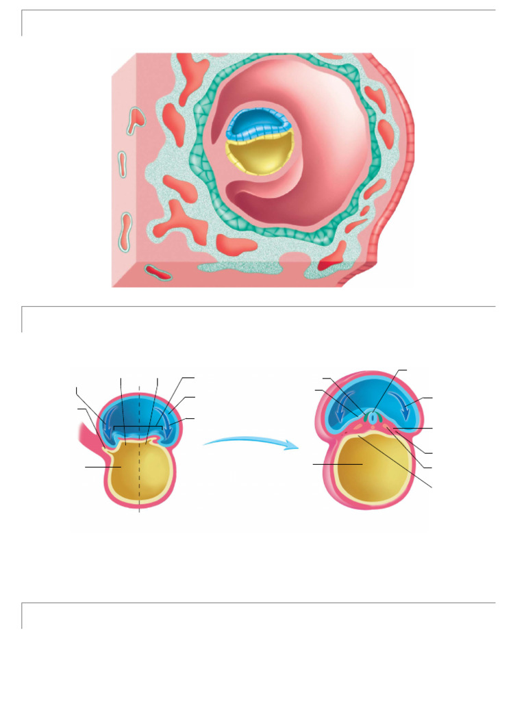 5 - Embryology and Development Part 3 | PDF | Anatomy | Developmental ...