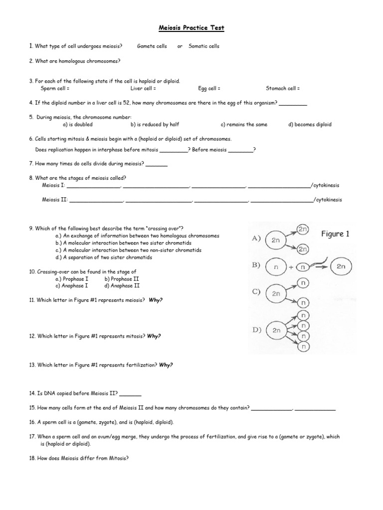 Meiosis Practice Test | PDF