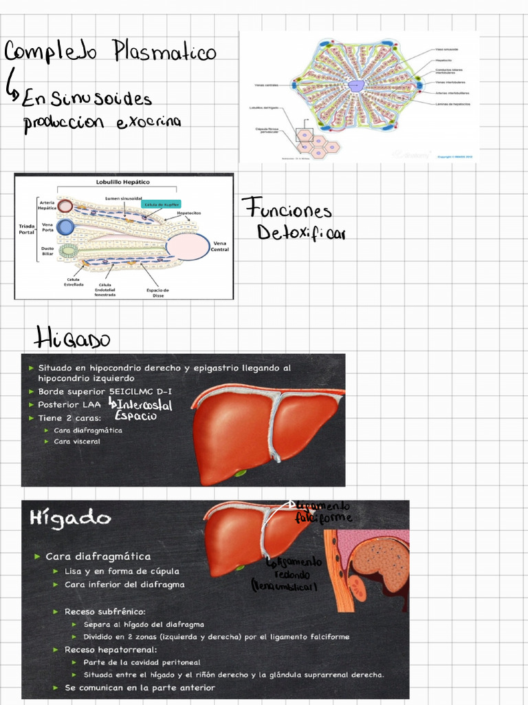 Organo Supramesocolico 241014 214036 | PDF