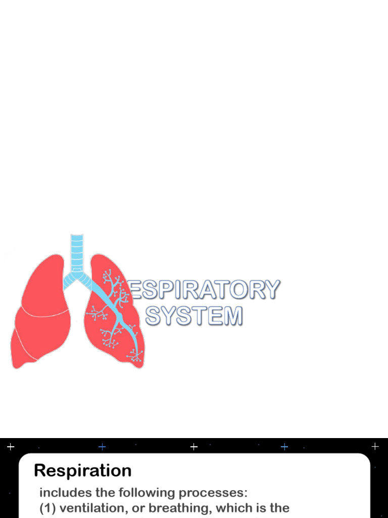 respiratory | PDF | Respiratory Tract | Lung