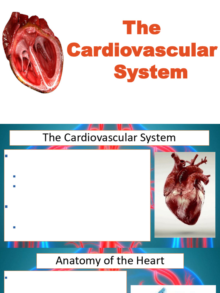 heart | PDF | Heart Valve | Heart