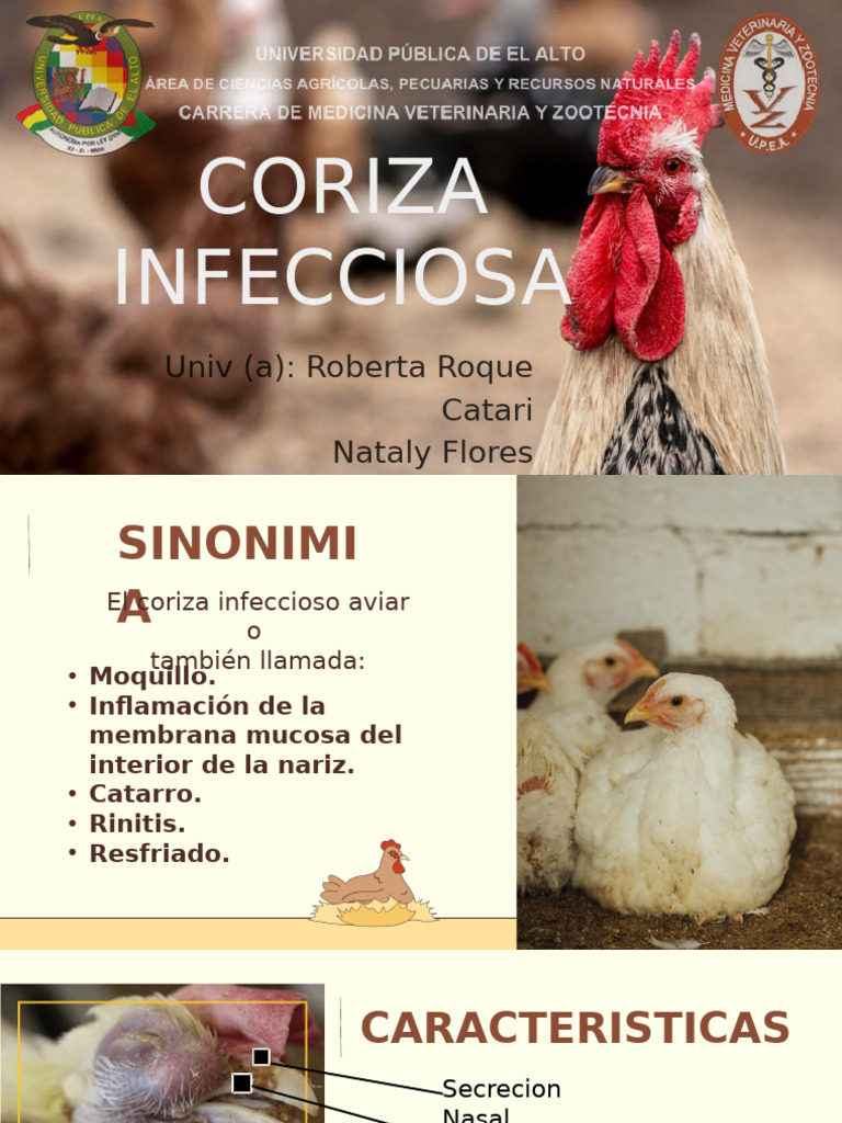 Coriza Infecciosa | PDF | Inflamación | Pulmón