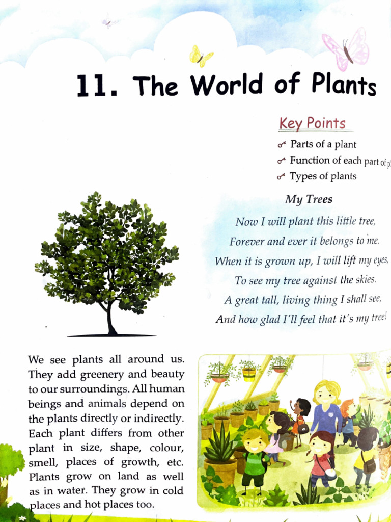 The World of Plants | PDF | Plants | Root