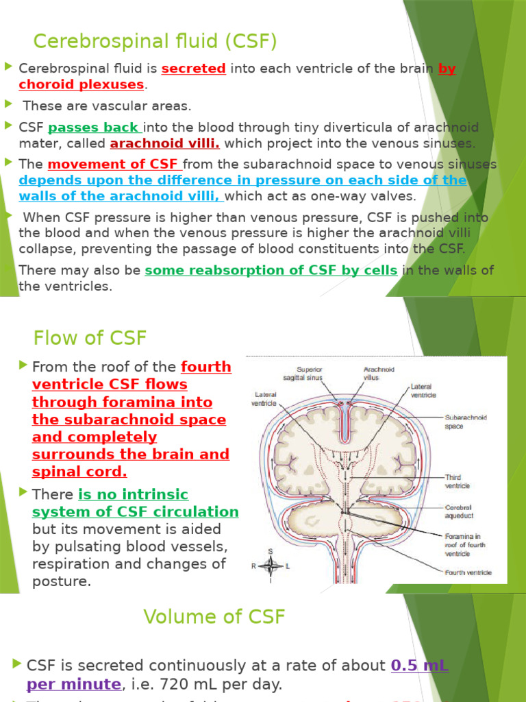 Cerebrospinal Fluid (CSF) : Secreted by Choroid Plexuses | PDF