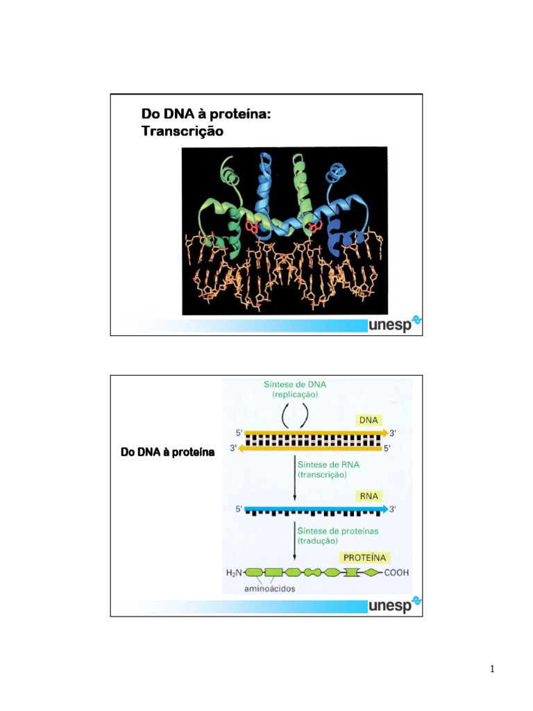 Transcrição e Estruturas do RNA | PDF | RNA | ARN ribossômico