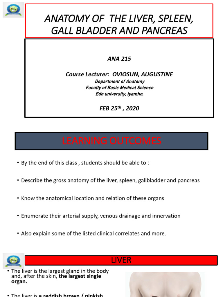 Anatomy of Liver, Spleen, Gallbladder | PDF | Pancreas | Liver