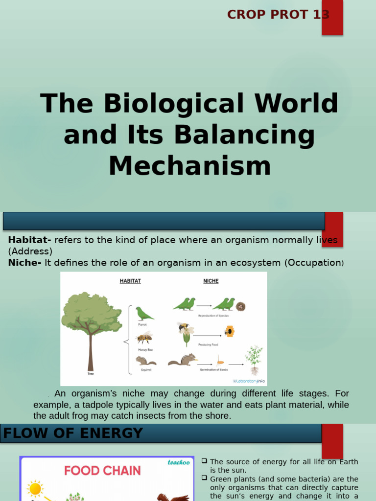 L2 - The Biological World and Its Balancing Mechanism | PDF | Food Web ...