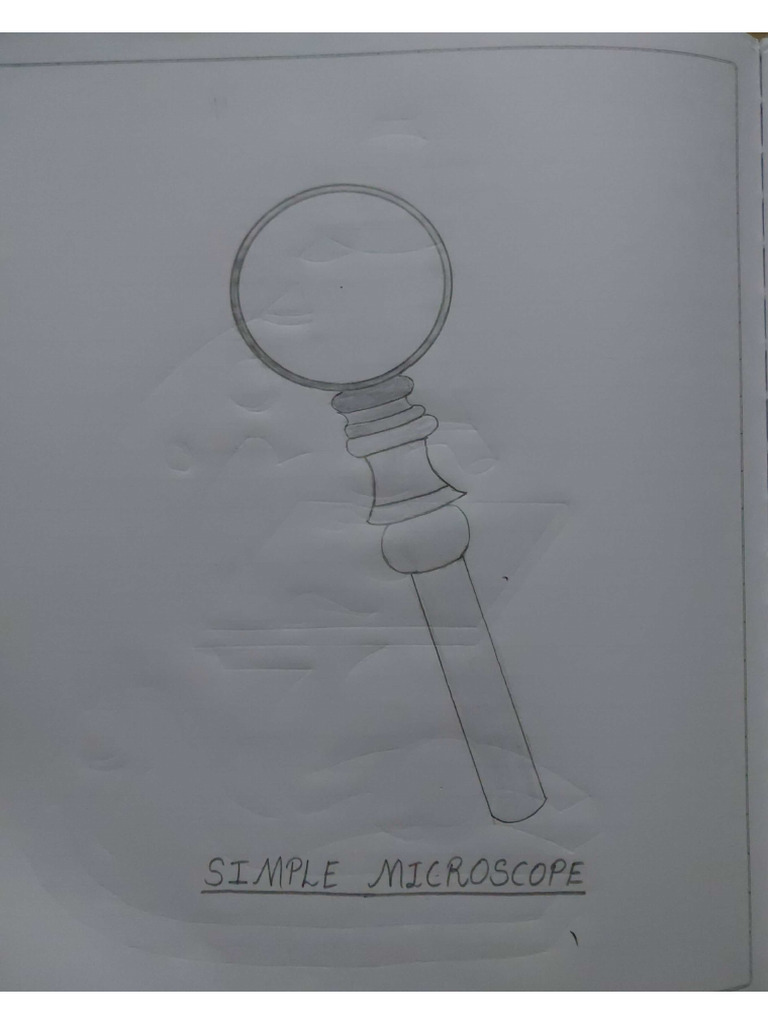 Class 11 Biology Practical | PDF | Algae | Eukaryotes