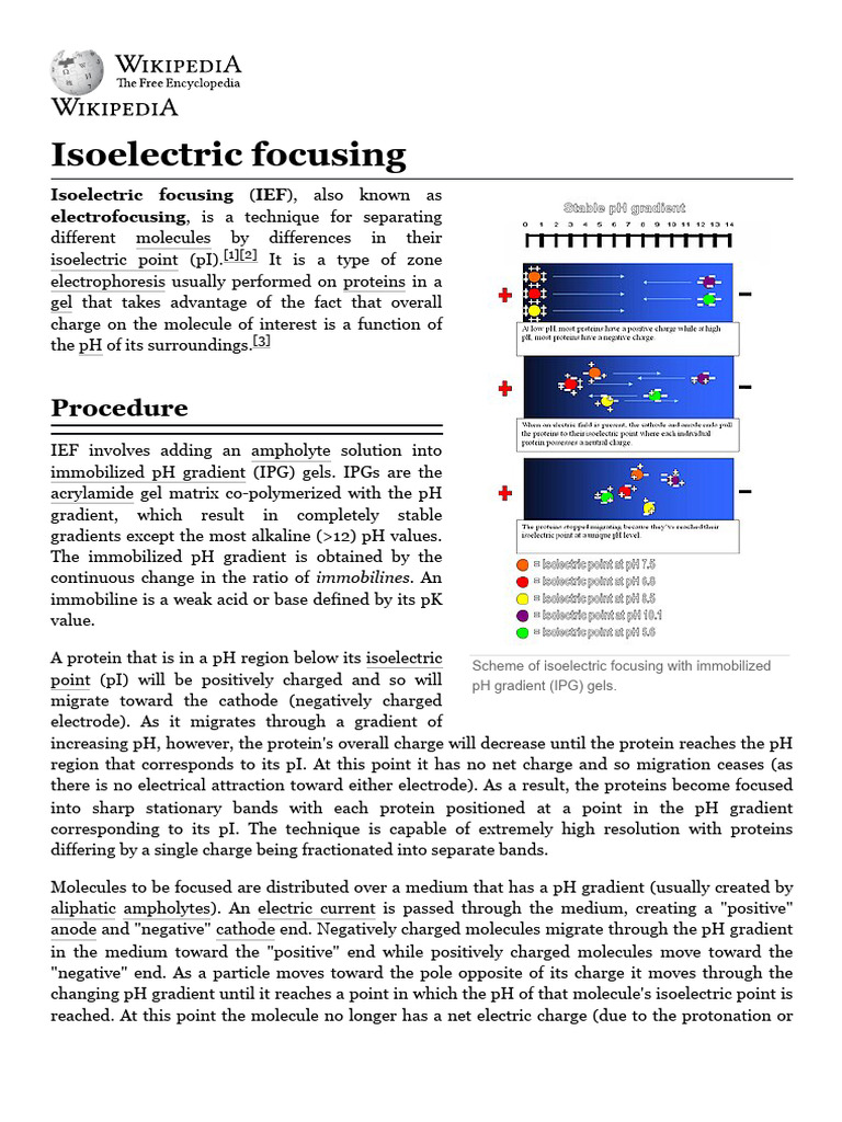 Isoelectric focusing - Wikipedia | PDF | Gel Electrophoresis ...