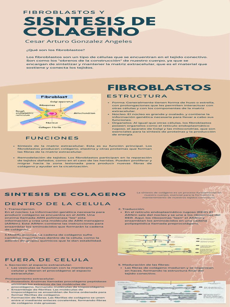 Fibroblastos y sintesis de colageno | PDF | Colágeno | Fibroblastos