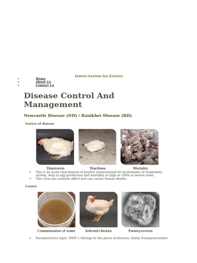 Expert System for Poultry | PDF | Infection | Gout