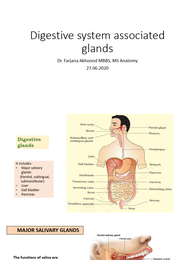Digestive System Glands Overview | PDF | Liver | Pancreas