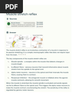 Knee Jerk Reflex Pathway Explained | PDF