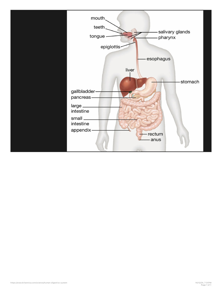Human Digestive System - Description, Parts, & Functions - Britannica | PDF