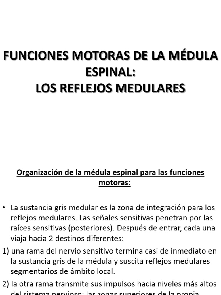 Funciones Motoras de La Médula Espinal PDF | PDF | Materia gris | Médula espinal