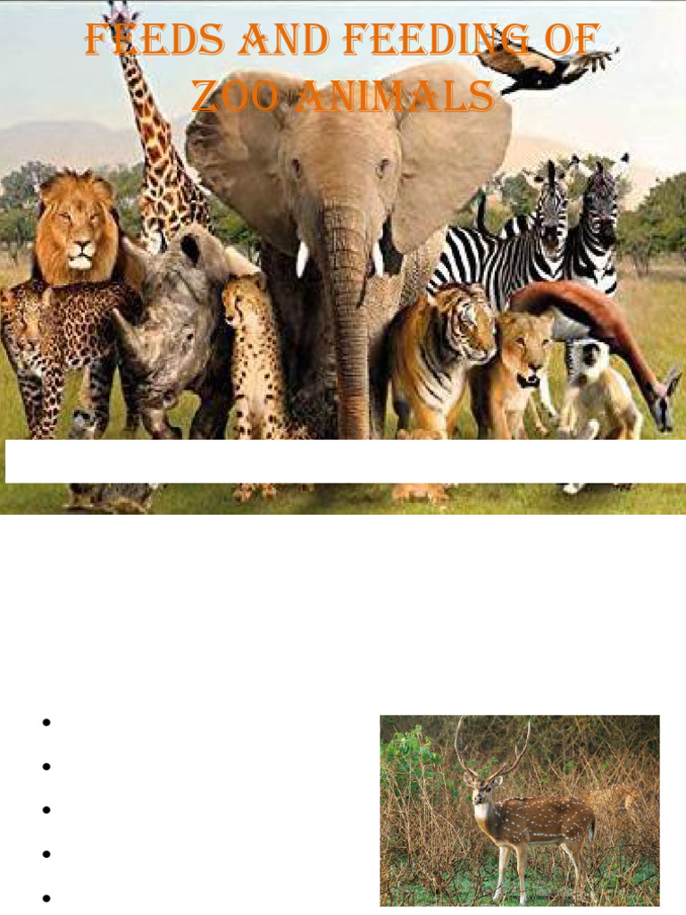 Feeds and Feeding of Zoo Animals | PDF | Deer | Lion