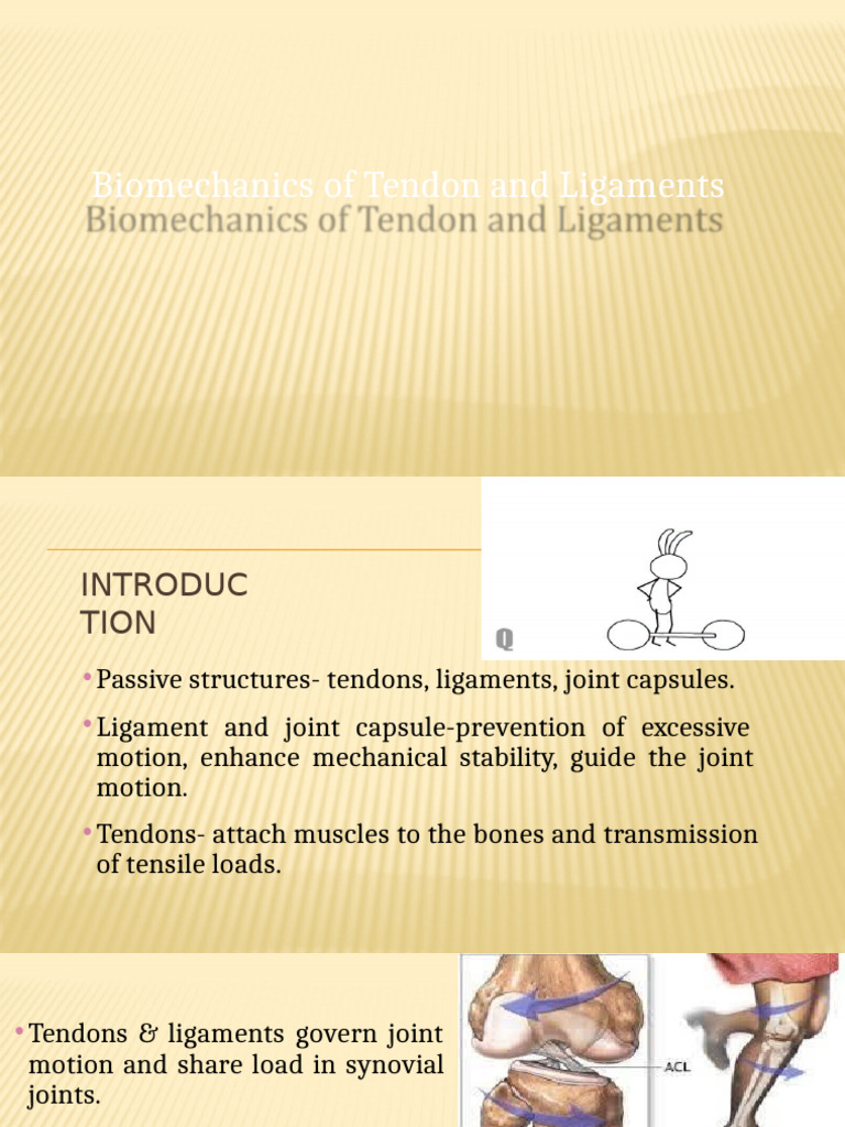 Tendon and Ligament Biomechanics | PDF | Tendon | Collagen