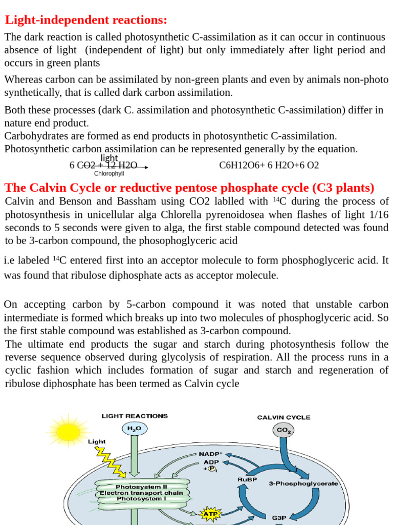 6 | PDF | Photosynthesis | Photochemistry