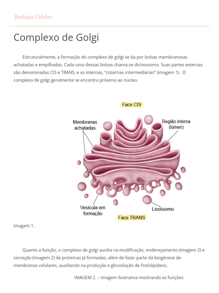 Complexo de Golgi :: Biologia Celular | PDF
