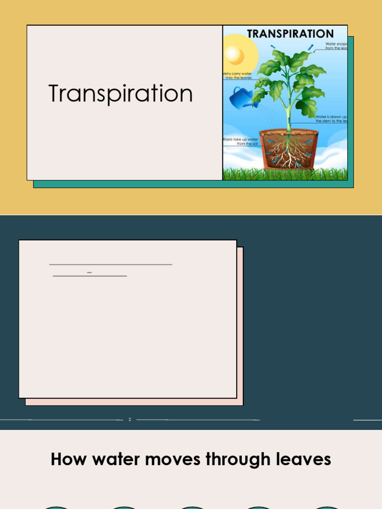 4.2 Transpiration (1) | PDF | Leaf | Water