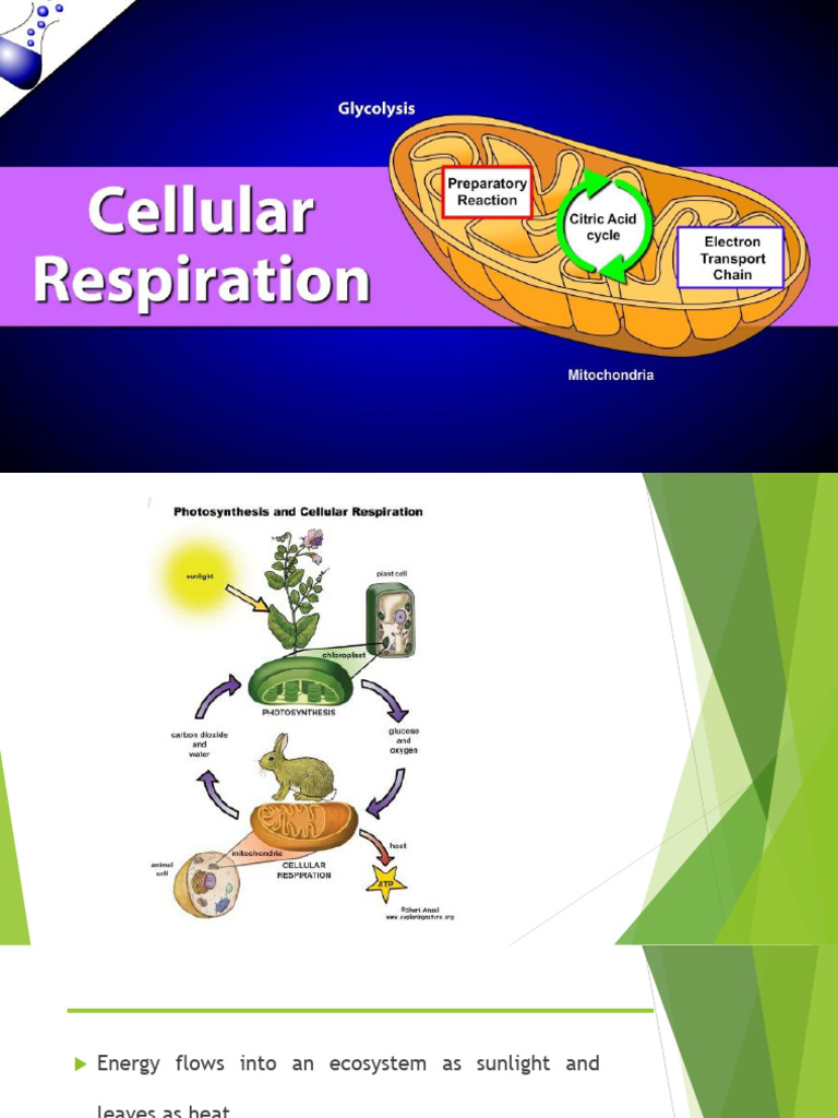 5-Aerobic Respiration | PDF | Cellular Respiration | Adenosine Triphosphate