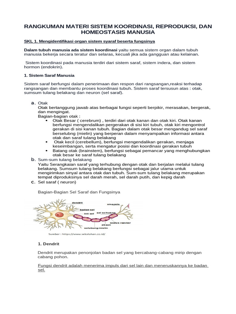 Rangkuman Materi Bab Sistem Koordinasi, Reproduksi Dan Homeostasis Manusia | PDF