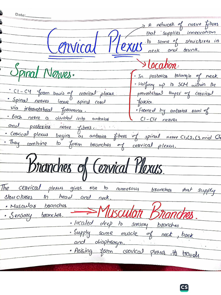 Cervical Plexus | PDF
