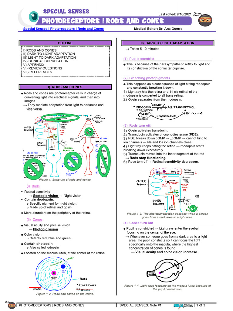 422 - Eyes-Ears-Nose-Throat Physiology) Photoreceptors - Rods and Cones ...