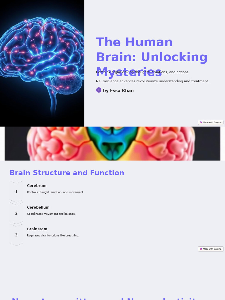 The Human Brain Unlocking Mysteries | PDF | Brain | Neuroplasticity