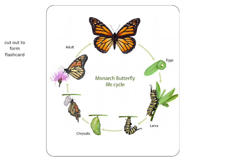 Monarch Butterfly Lifecycle Flashcard | PDF