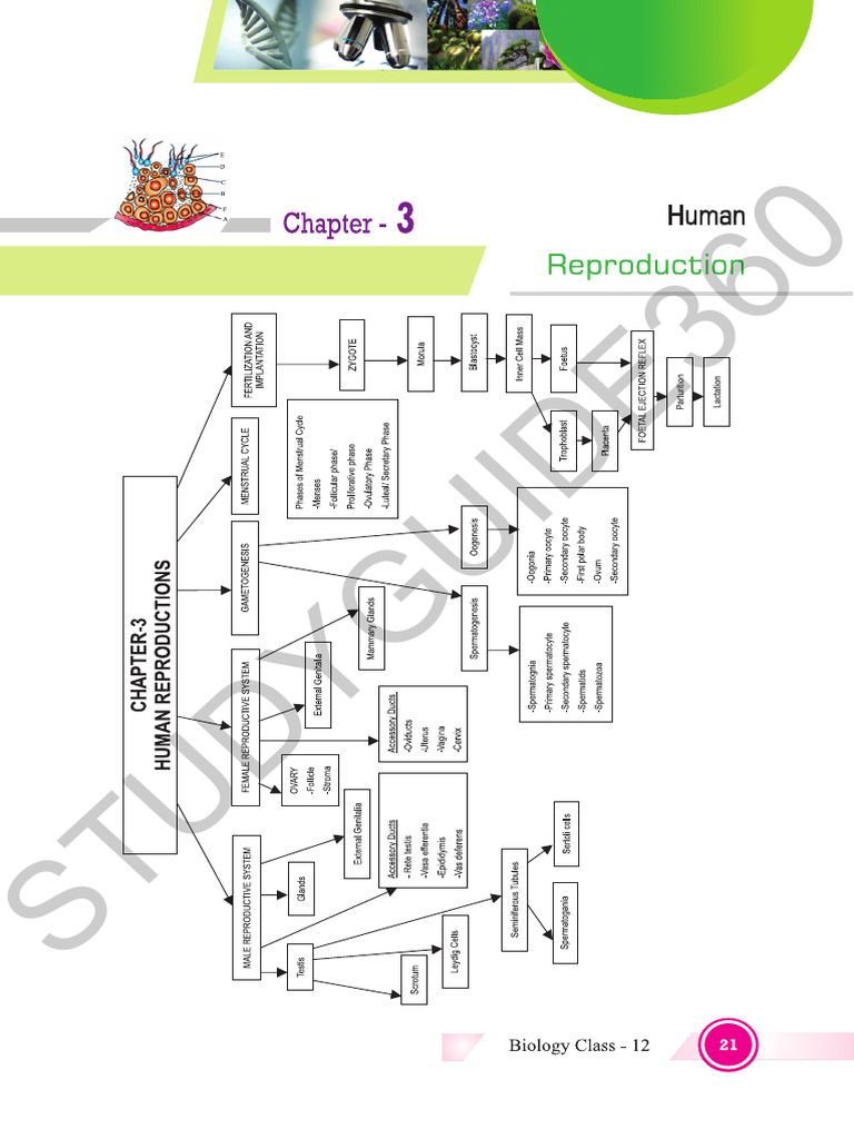 Class 12 Biology Notes Chapter 3 Studyguide360 | PDF