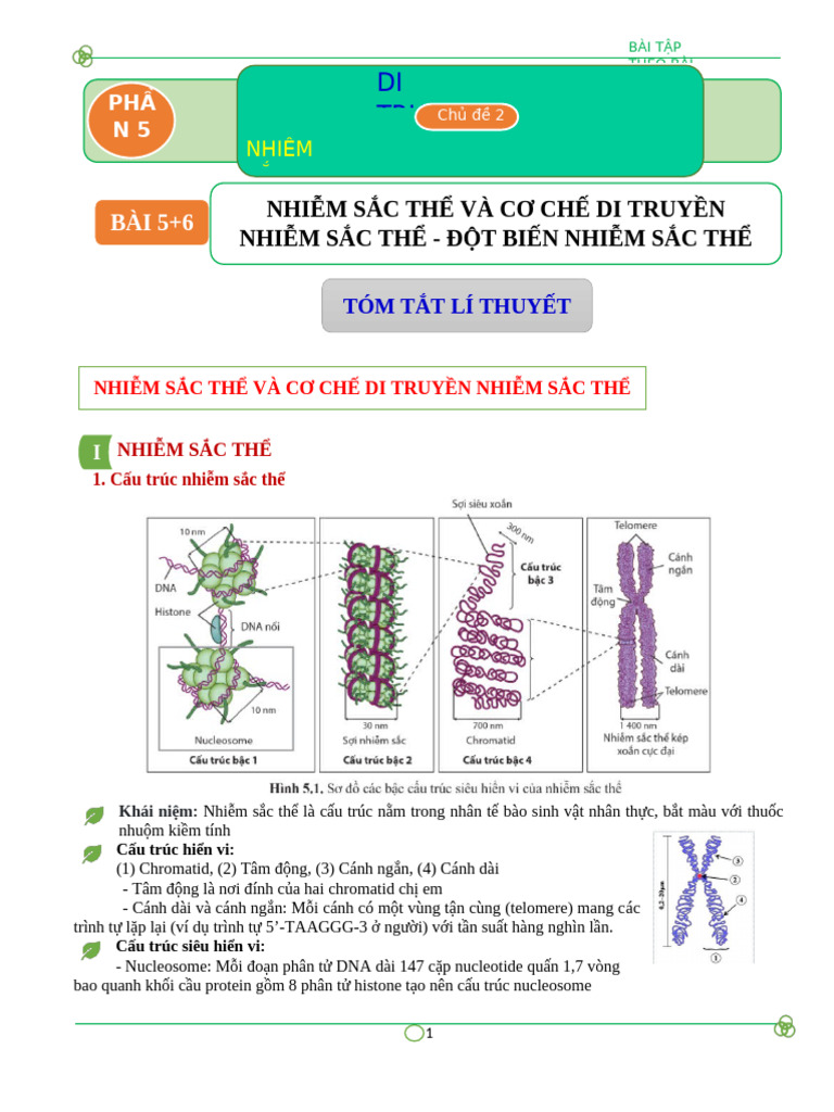 Nhiễm Sắc Thể Và Cơ Chế Di Truyền Nhiễm Sắc Thể - Đột Biến Nhiễm Sắc Thể | PDF