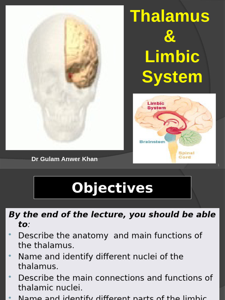 Thalamus and Limbic System Overview | PDF | Thalamus | Limbic System