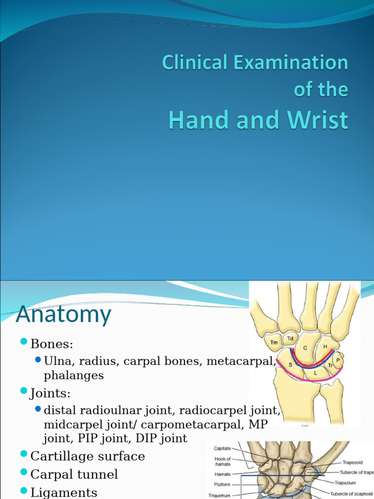 1-Hand and Wrist Anatomy Examination | PDF | Thumb | Hand