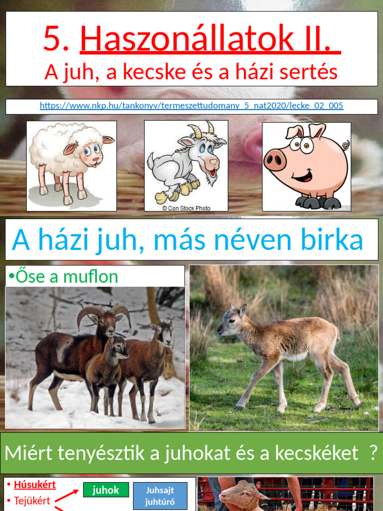 Haszonállatok II. A Juh, A Kecske És A Házi Sertés | PDF