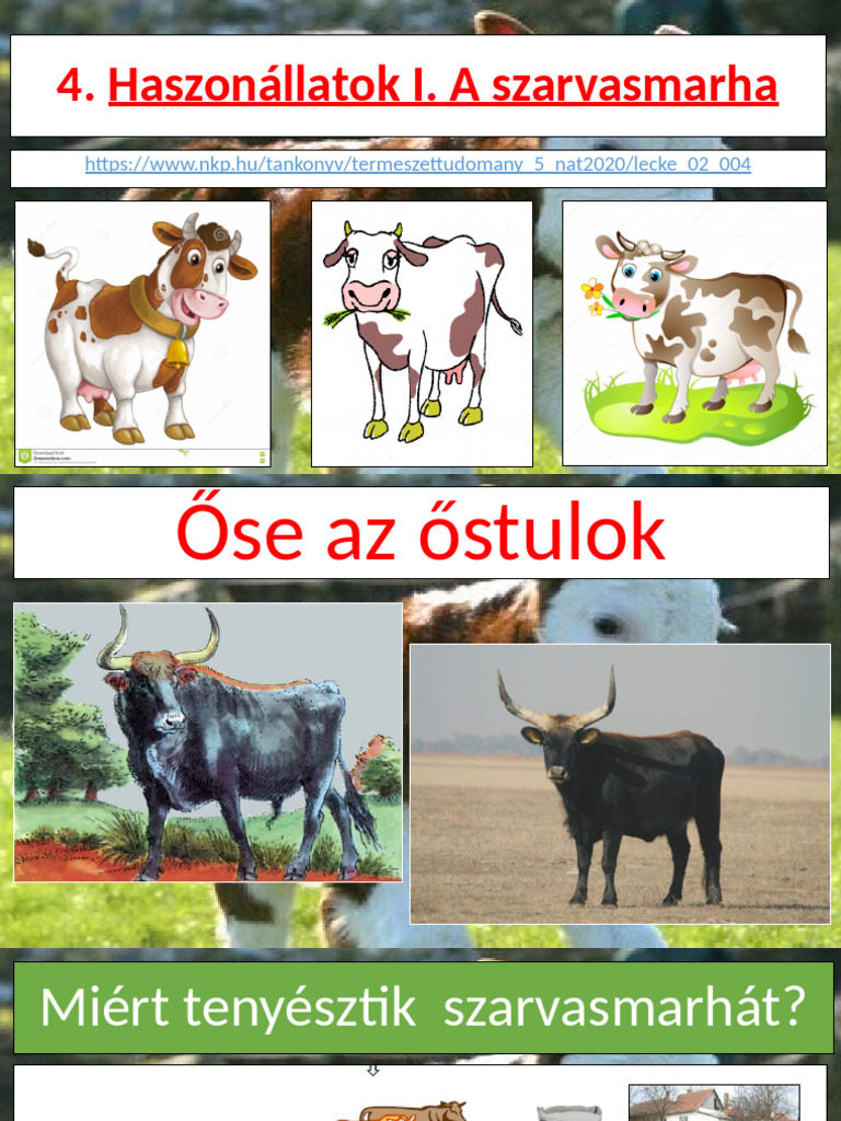 Haszonállatok I. A Szarvasmarha | PDF