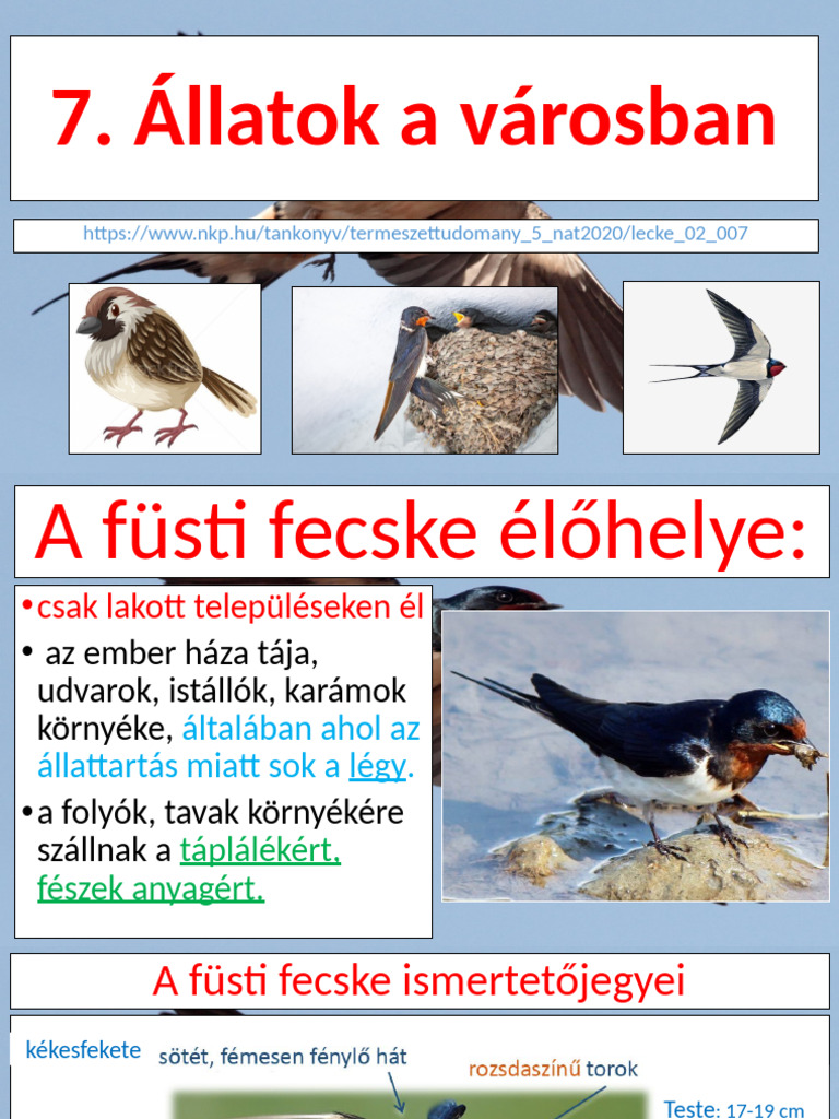 Füsti Fecske | PDF