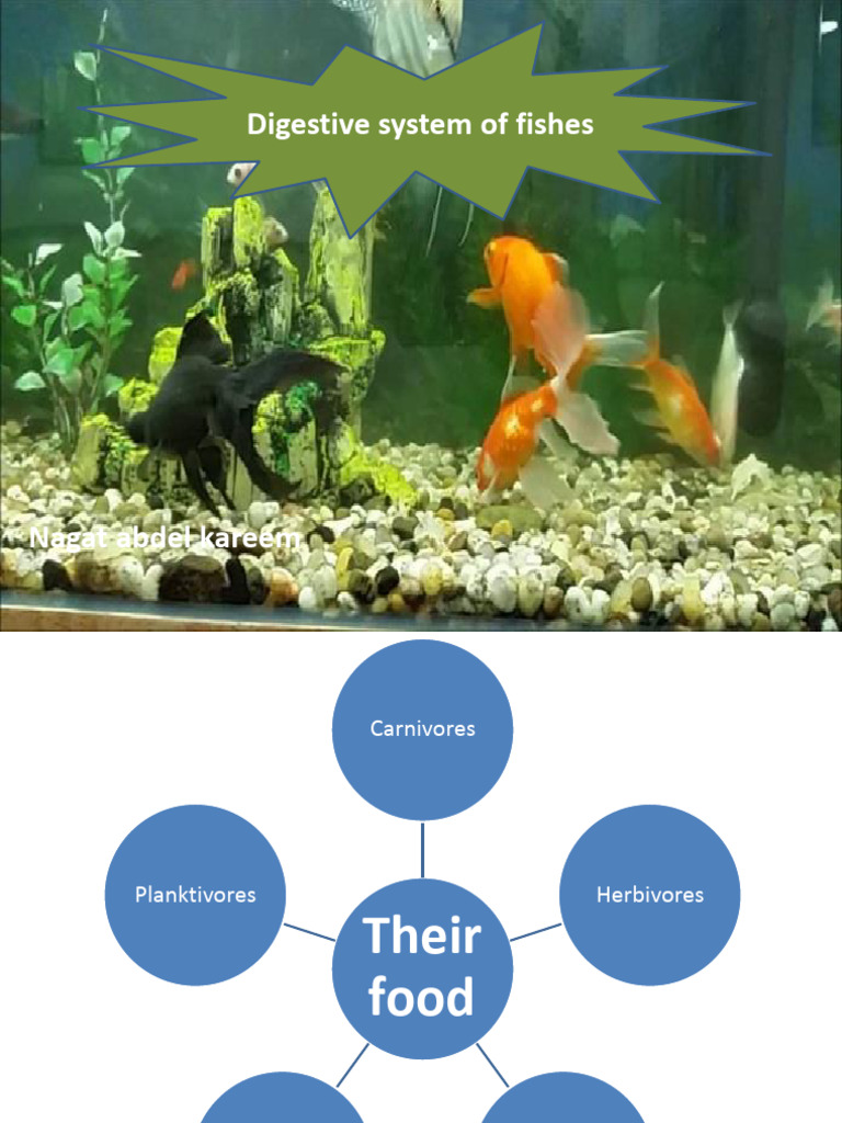 Digestive System of Fishes 2 | PDF | Small Intestine | Digestion
