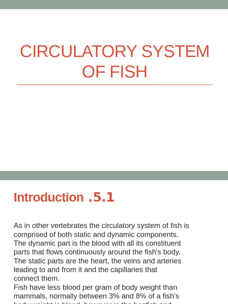Circulatory System Pdf Blood Heart